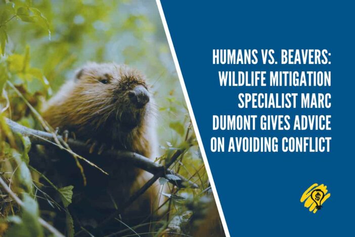 Humans vs. Beavers: Advice on Avoiding Conflict